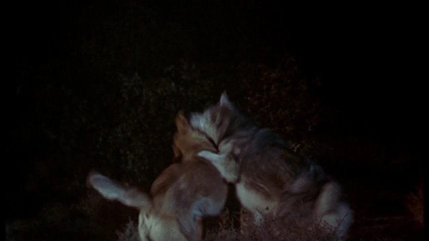 Old Yeller Wolf Fight