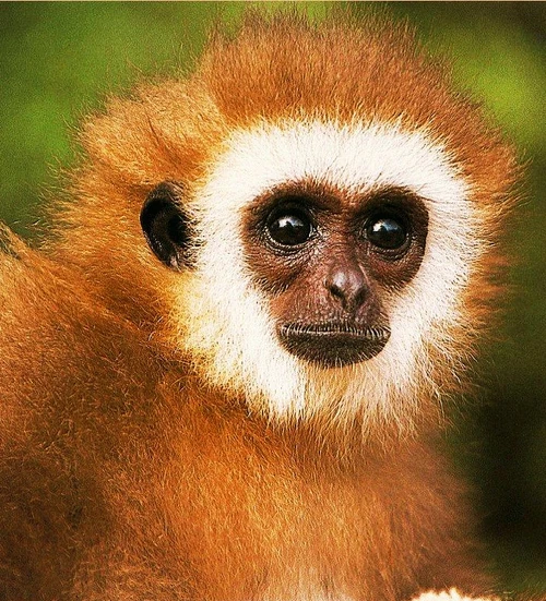 Monkey - Xenopedia - The Alien vs. Predator Wiki