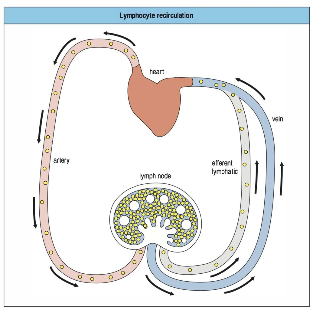 Image - Recirculation lymphocytes.jpg - Wikige Wiki