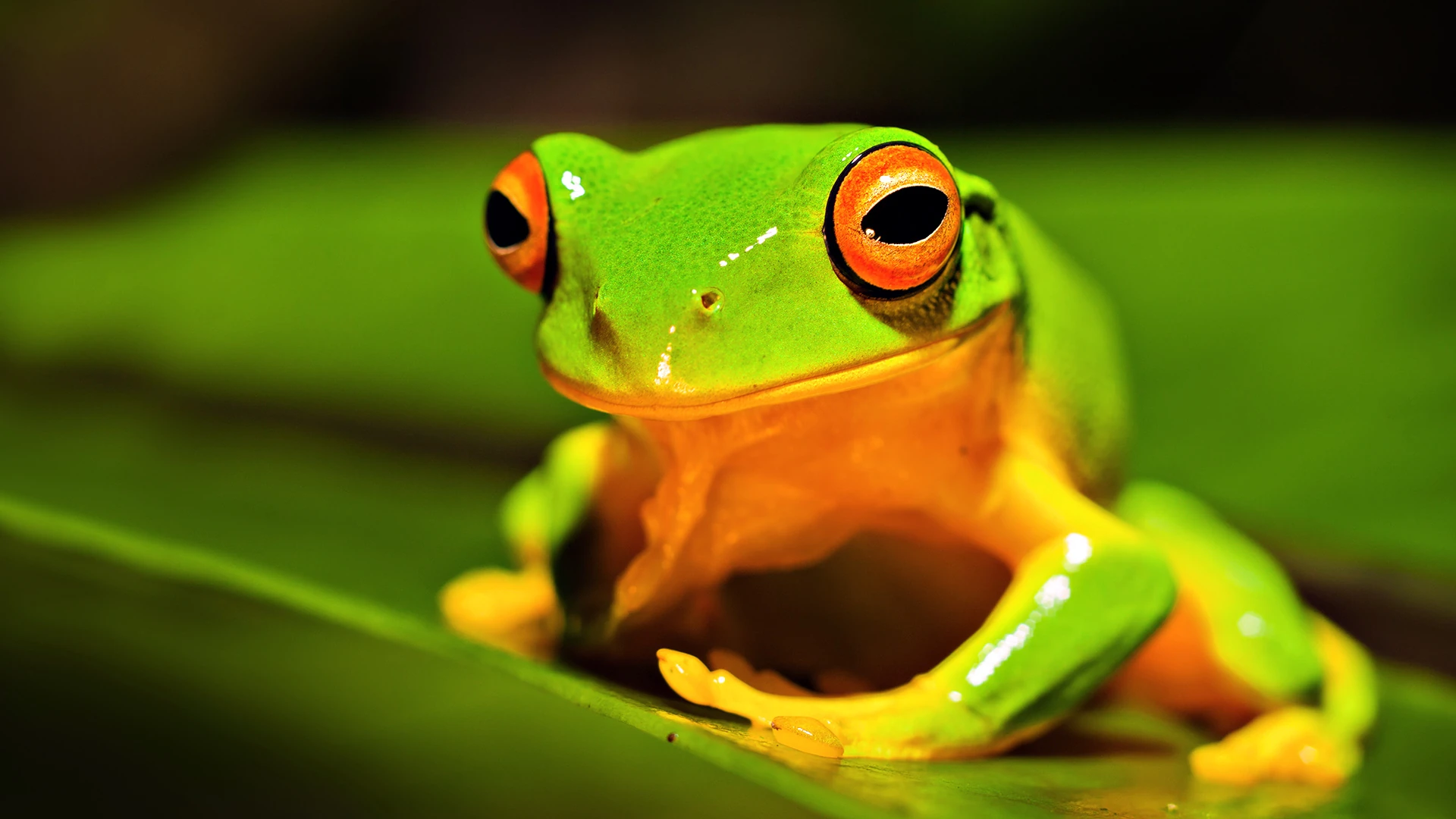 Image - Orange-thighed-frog-animals-for 528708.jpg - Nature Wiki