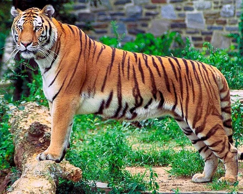 Tigre - Wiki Mundo Animal
