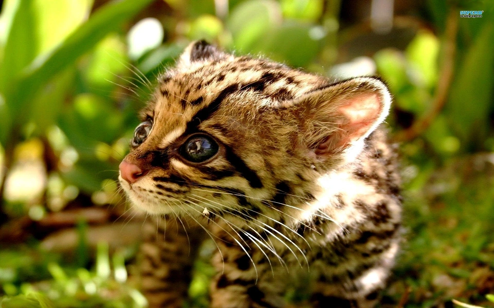 Ocelote - Wiki Reino Animalia