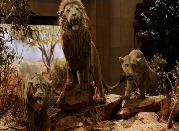 Lion - Night At The Museum Wiki