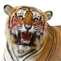 Giant Realistic Flying Tiger - Uncle Grandpa Wiki