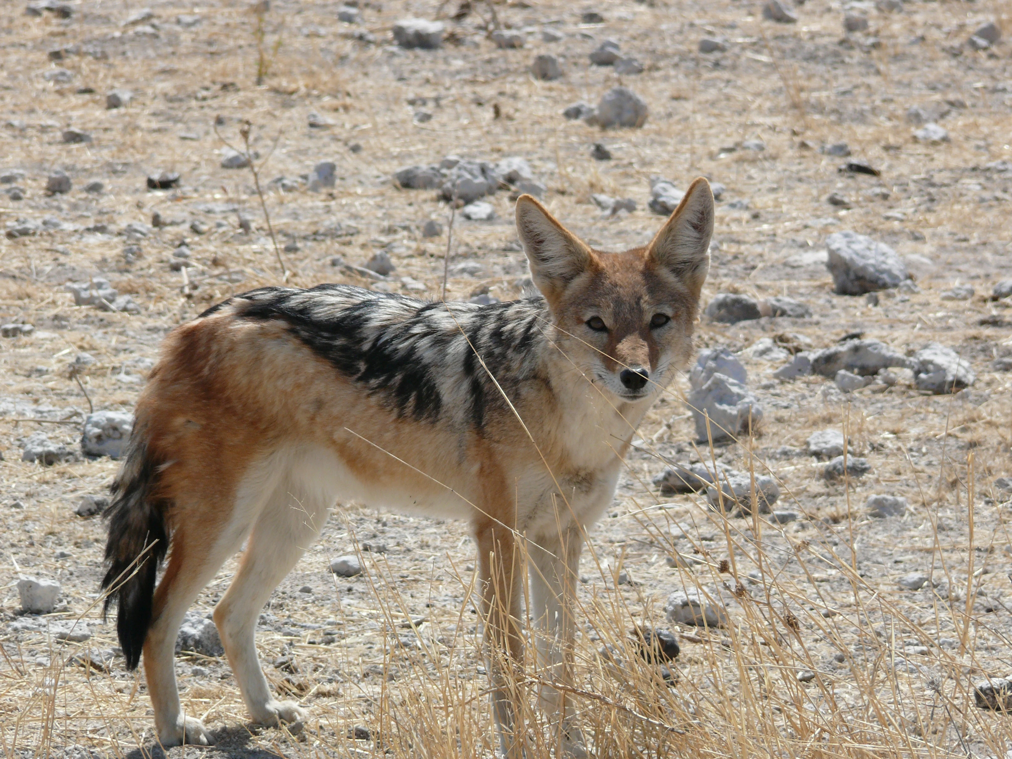Chacal - Wiki Mundo Animal