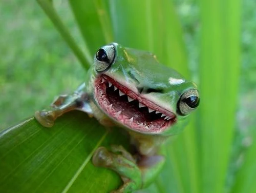 Image - Killer frog.jpg - Fictspedia Wiki