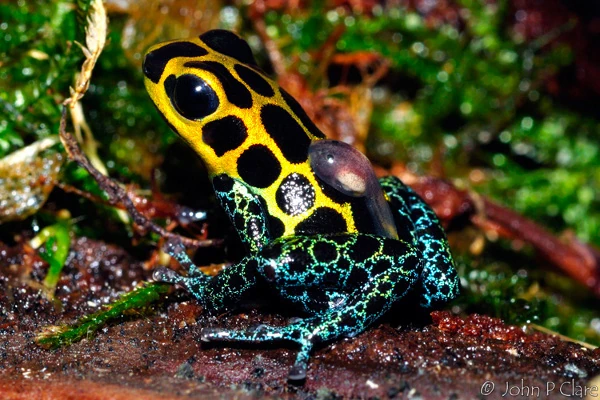 Rana Dardo Venenoso - Wiki Reino Animalia