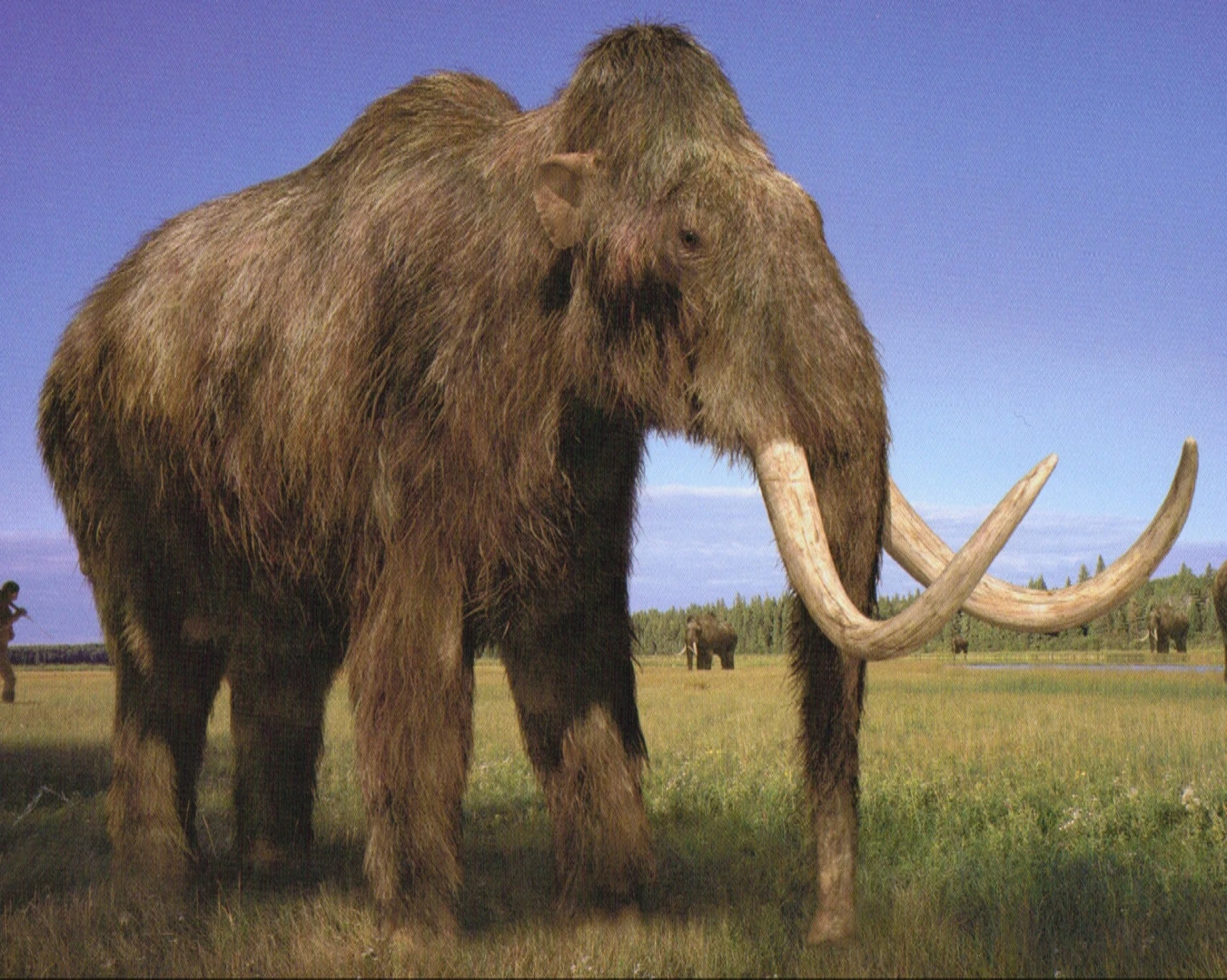 User blog:Red243/Woolly Mammoth vs Giant Short Faced Bear - Deadliest ...