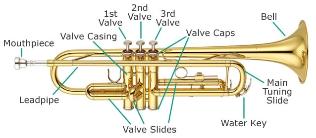 File:Trumpet-anatomy.jpg
